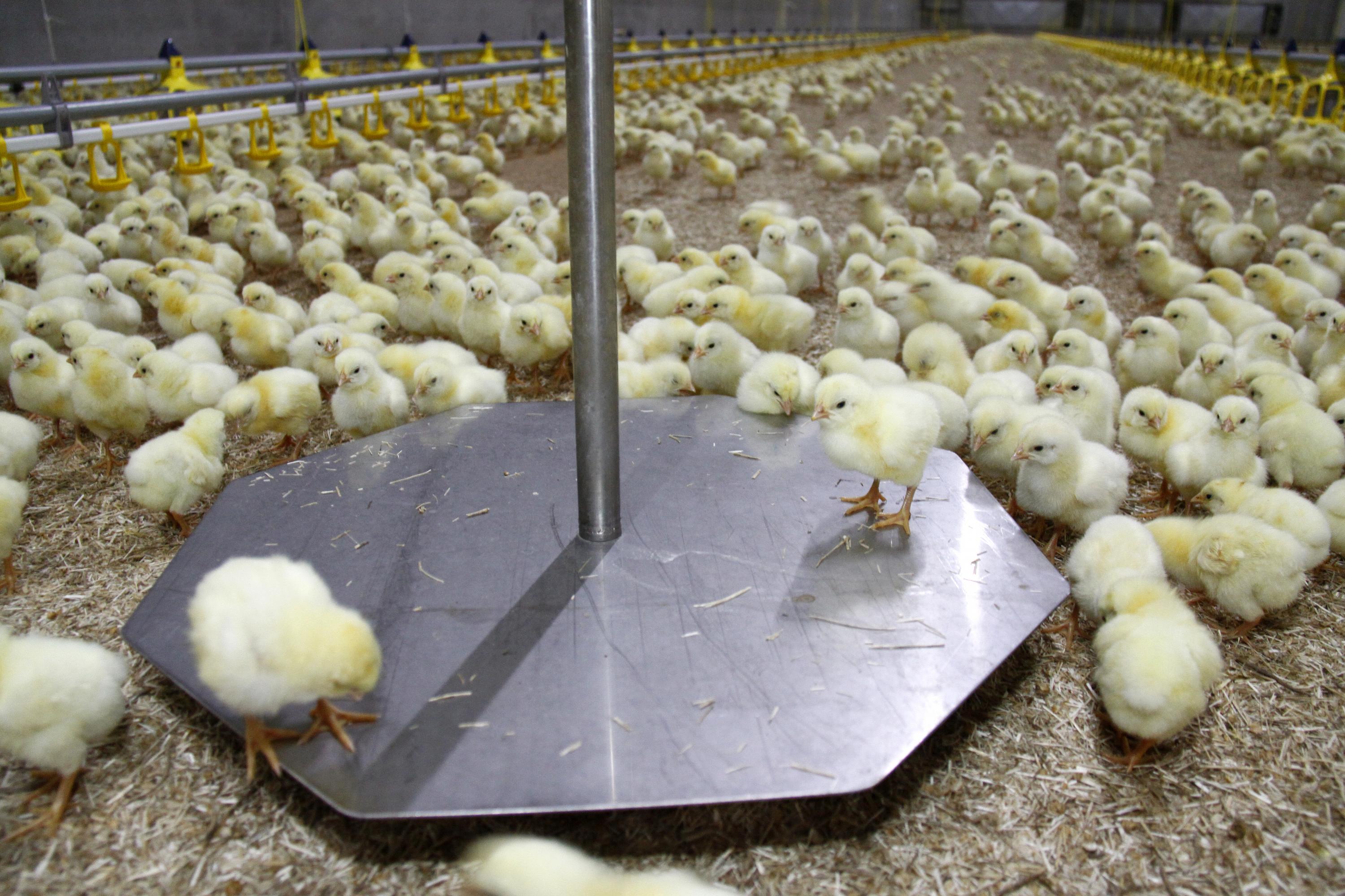 Automatic animal weighing reduces feed costs
