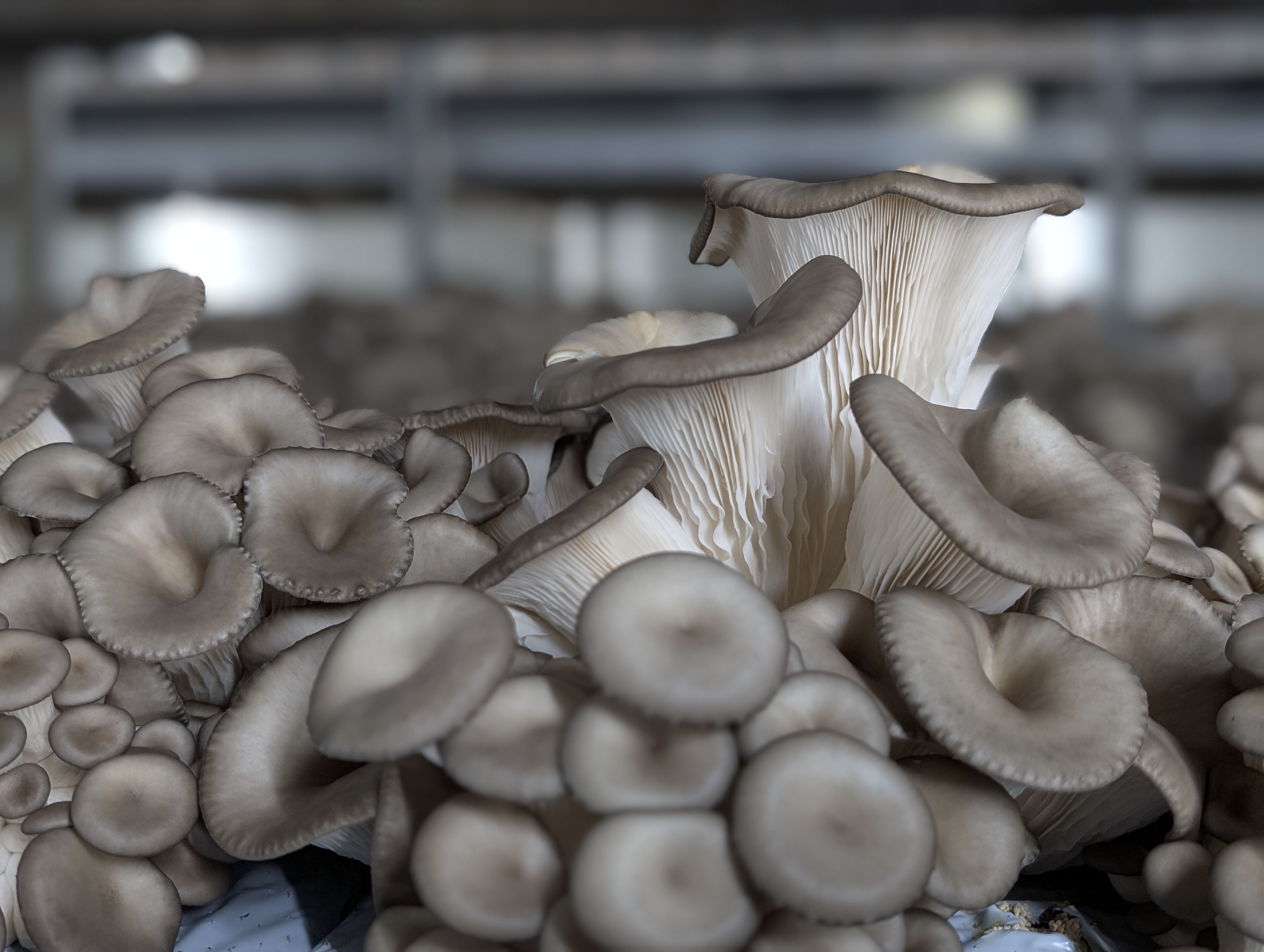 Exotic mushrooms ideal for a healthy diet